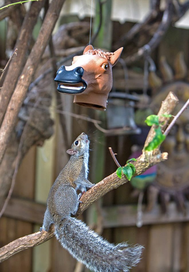 INYIM Media Silly Animals: Horse Head Squirrel Feeder Is A Unique ...