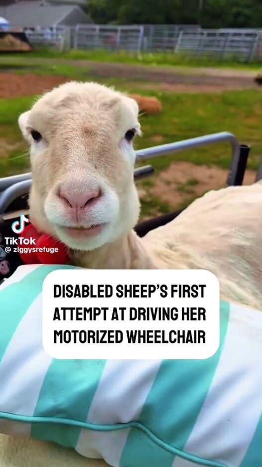 Shear Determination: Disabled Sheep Masters Custom Wheelchair, Drives ...