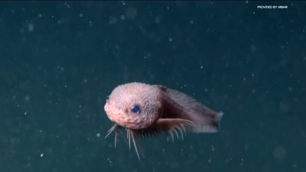 Meet Greg the Bumpy Snailfish: California’s New Deep-Sea Darling - Its ...