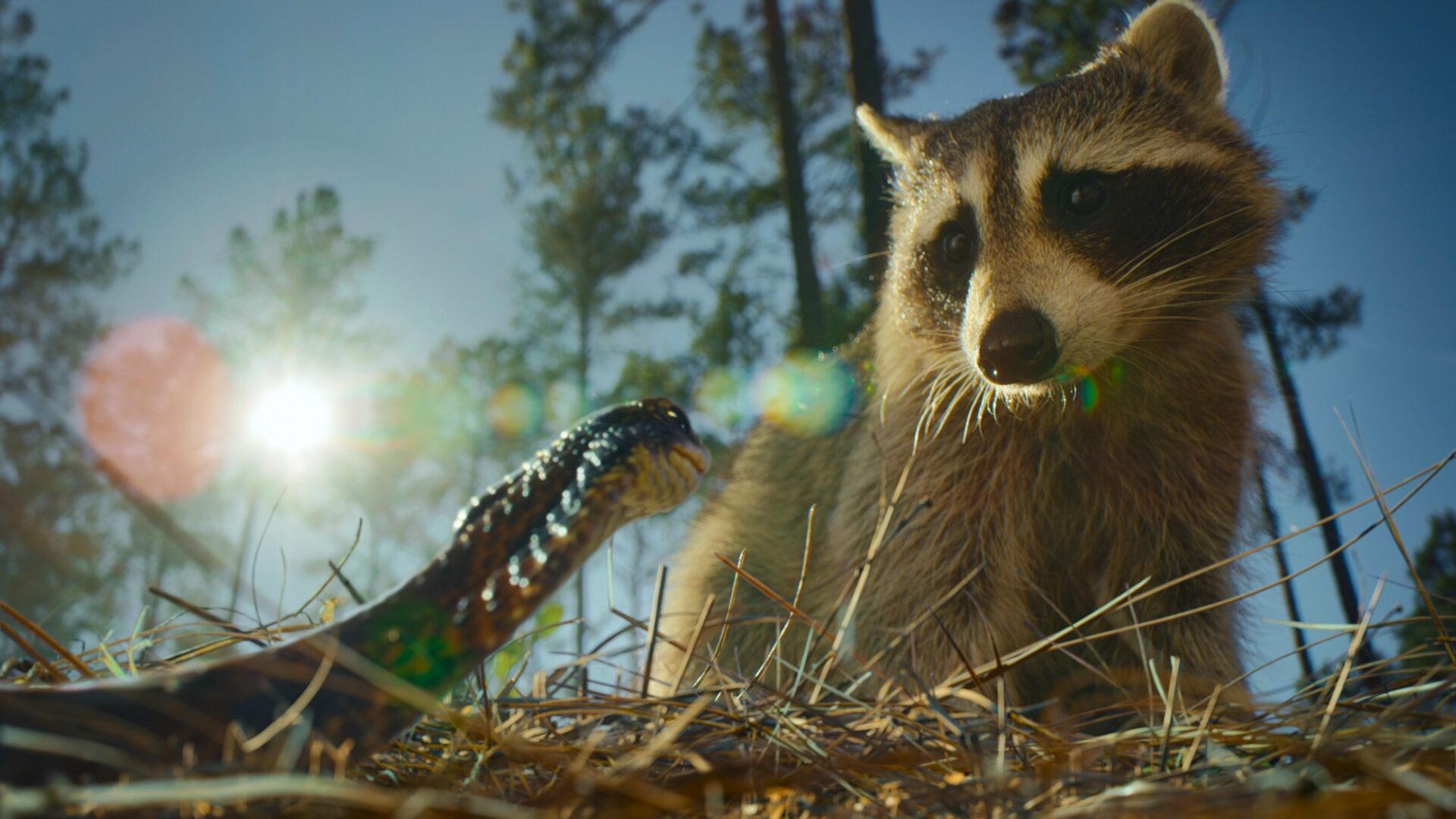 Just In Time for Halloween, Watch “Nightmares of Nature” Docu-Series ...