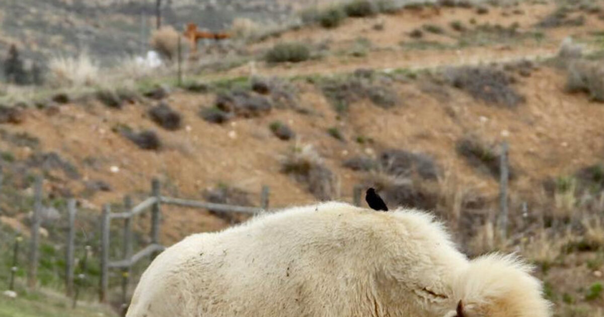 Saturday Whimsy! Bison Strutting In A Winter Wonderland. - Its Not You ...