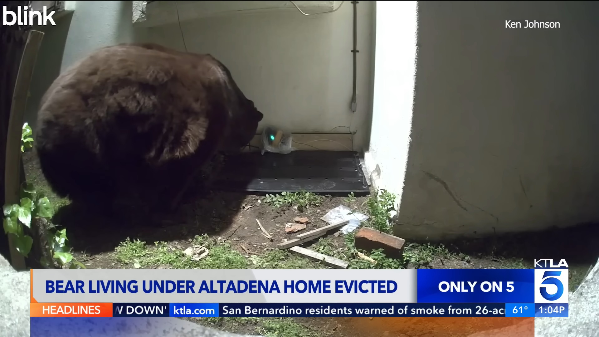Black Bear Living Under Home Has Sadly-Finally Been Evicted - Its Not ...