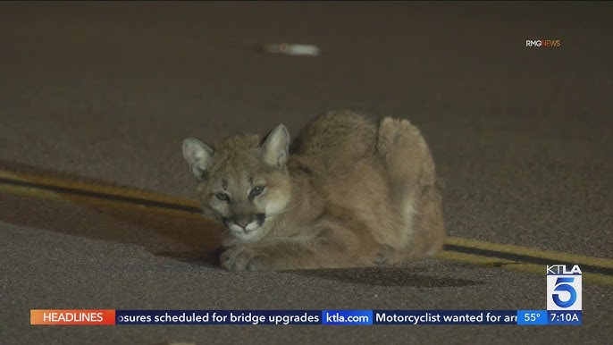 Castaic Mountain Lion Cub Rescued After Hours-Long Neighborhood Chase