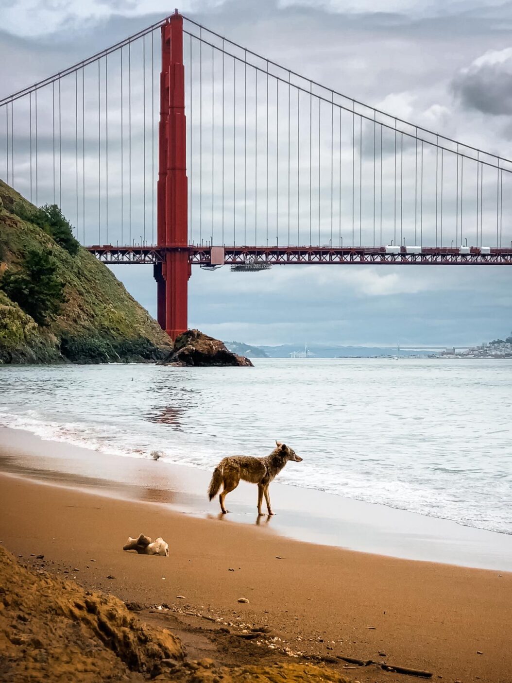 Moment Skier Finds Arm Sticking Out Of Snow & Digs Away In Wild ...